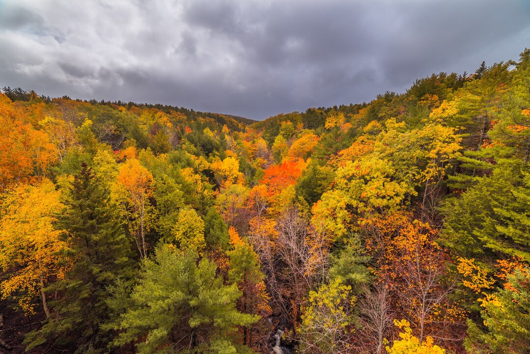 Photographie du parc national d'Acadia : paysage forestier du Maine ...