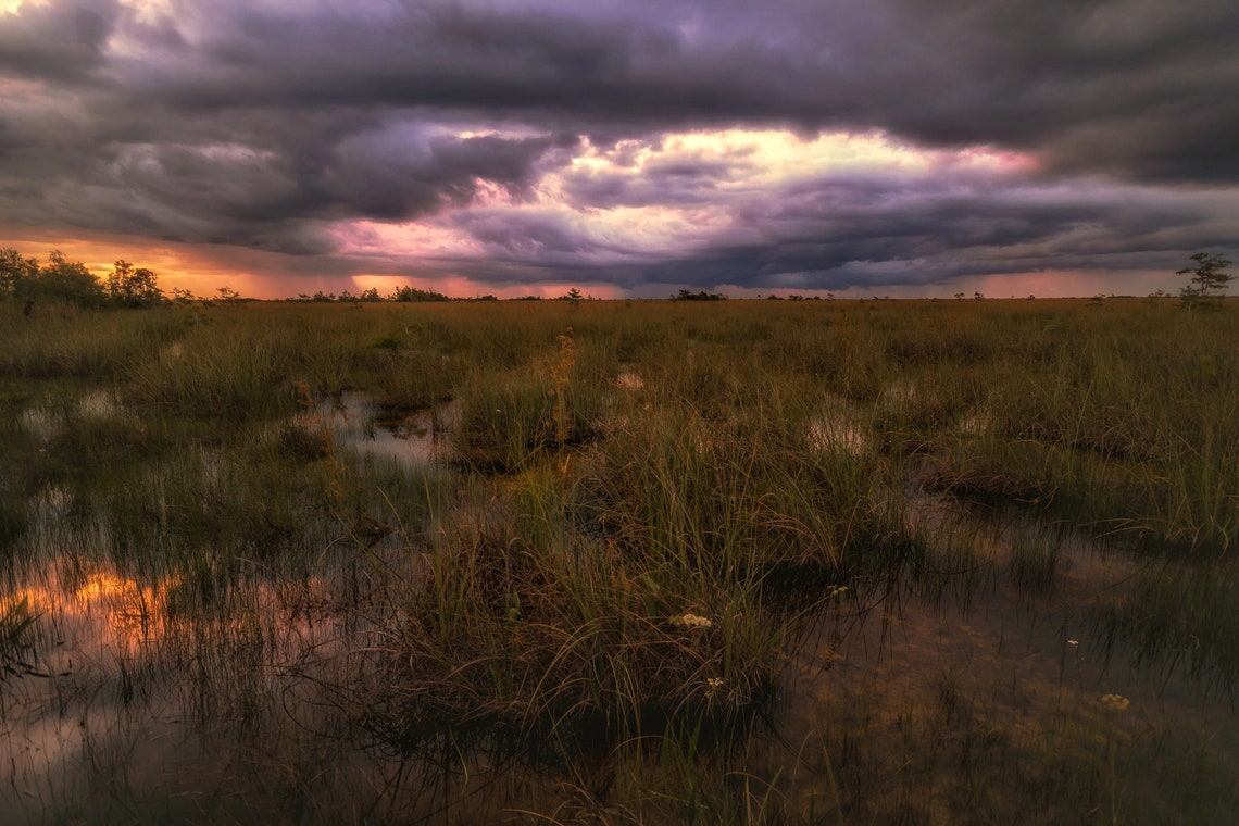 Everglades - Florida - Digital Download - Landscape - Nature ...