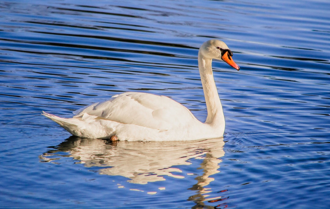 Swan - Bird - Digital Download - Photography - Animal - Wildlife ...