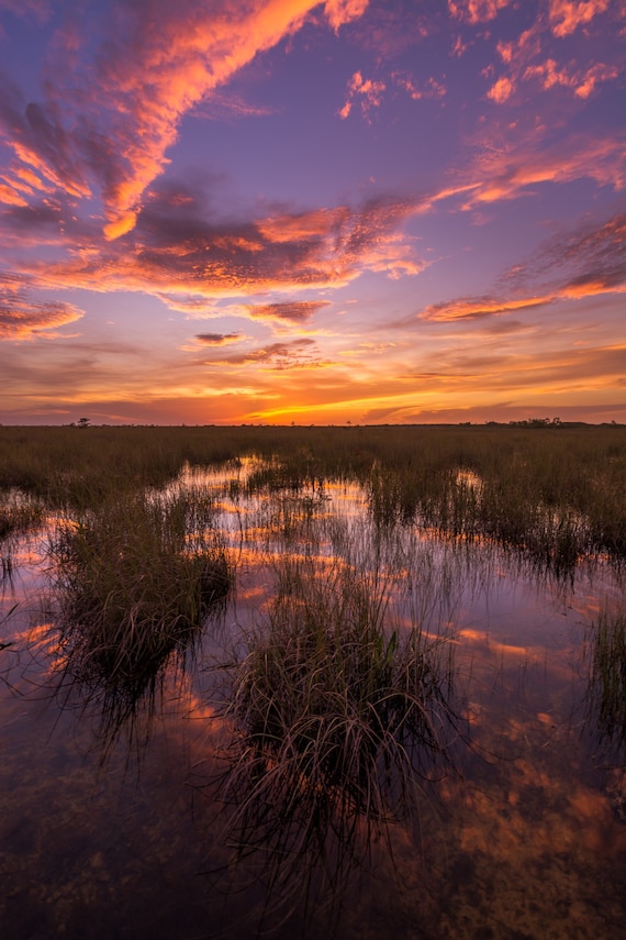 Wetland Wallpaper