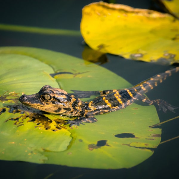 Alligator Art - Etsy