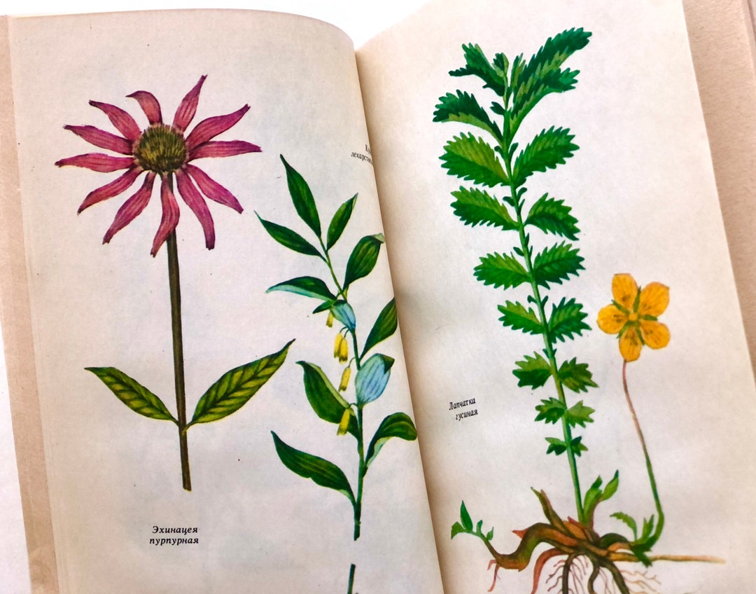 Medicinal Herbs Book, Vintage Botanical Ephemera, 32 Plant Illustration ...
