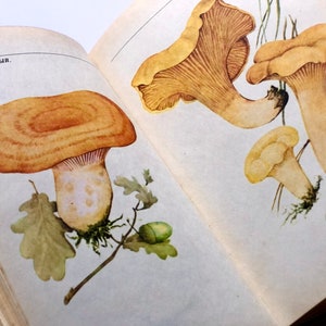 Mushroom Hunting Book, 70 Botanical Fungi Illustration, Vintage ...