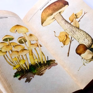 Mushroom Hunting Book, 70 Botanical Fungi Illustration, Vintage ...