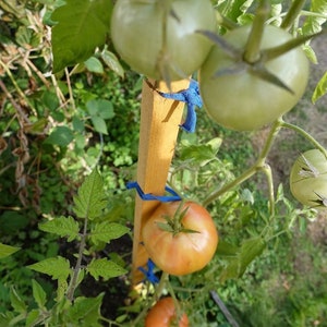 12-pack of 6-ft Notched Tomato Support Stakes (cedar) - Etsy