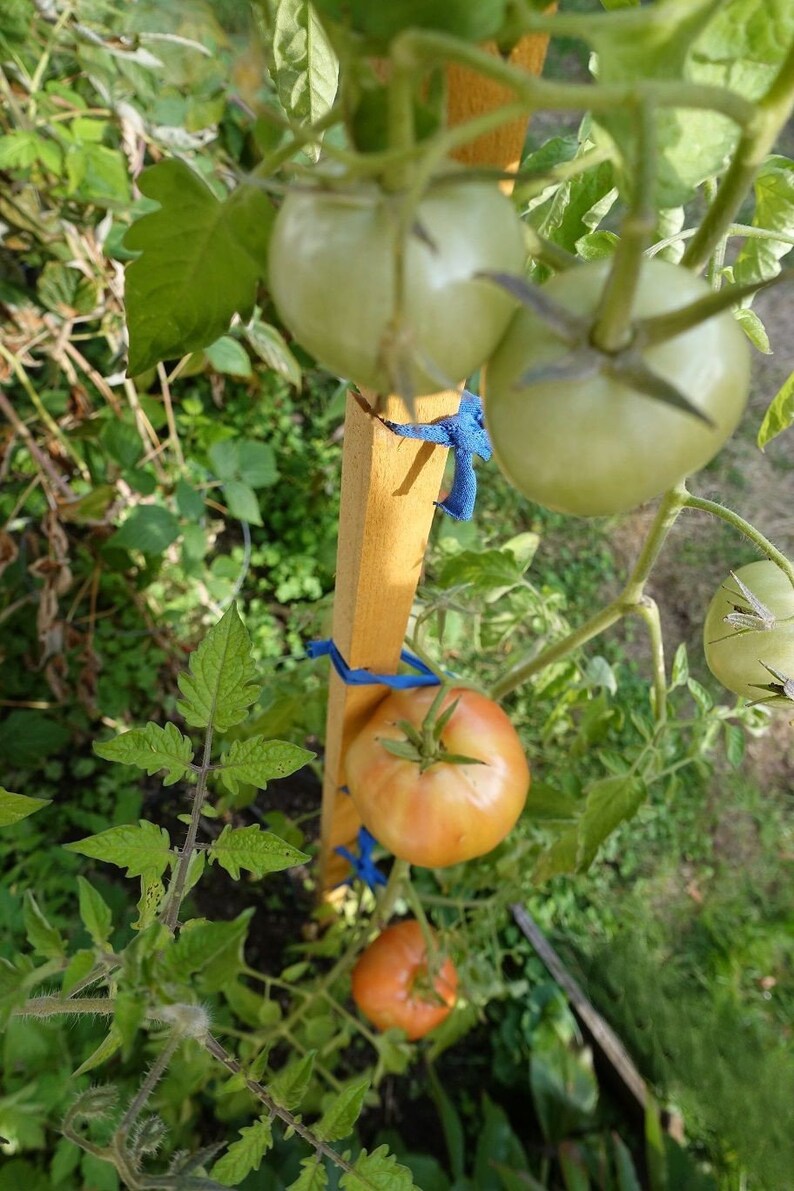 12-pack of 6-ft Notched Tomato Support Stakes (cedar) - Etsy