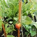 12-pack of 6-ft Notched Tomato Support Stakes (cedar) - Etsy