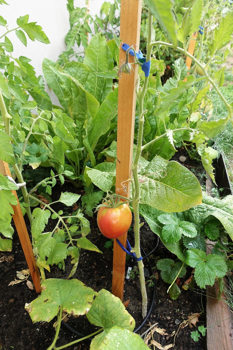 12-pack of 6-ft Notched Tomato Support Stakes (cedar) - Etsy