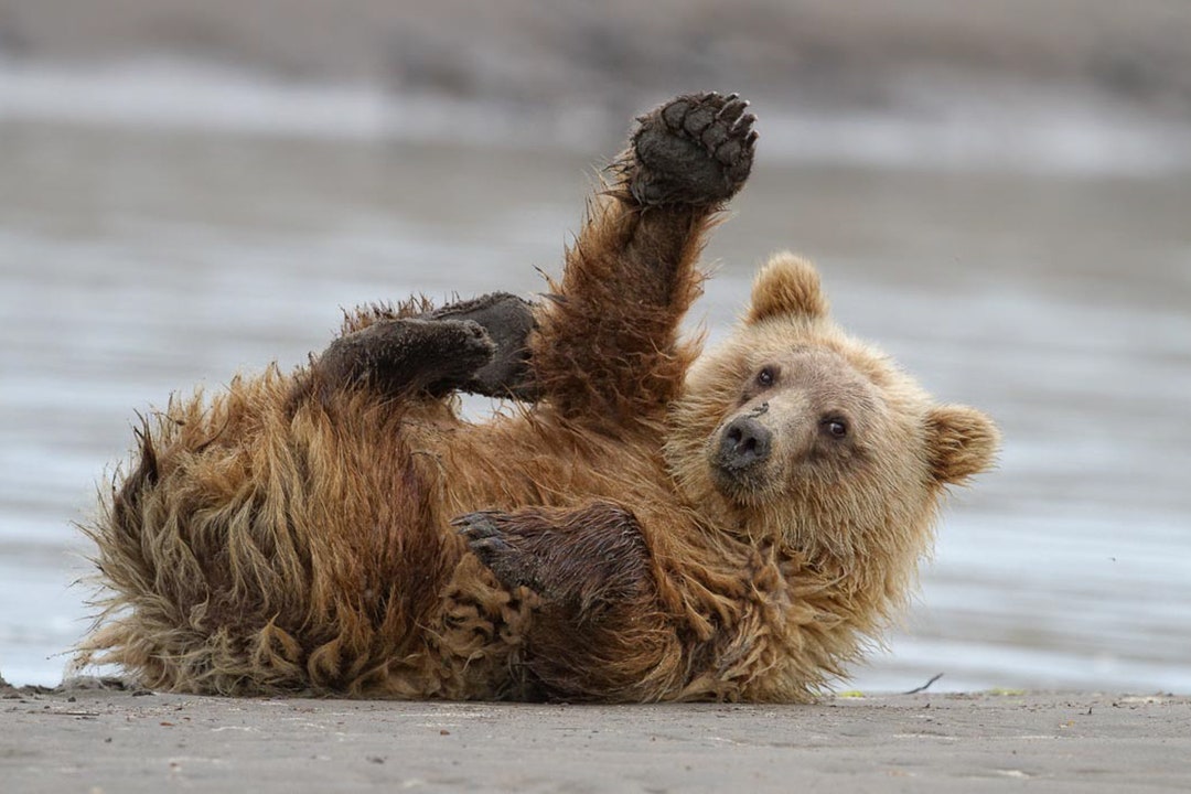 High Five by Alfred Forns Wildlife Bear Photography as Stretched ...