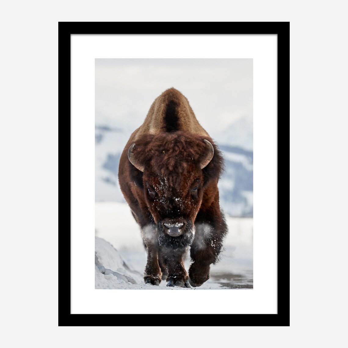 Bison Incoming by Peter Hudson as Stretched Gallery Wrap - Etsy