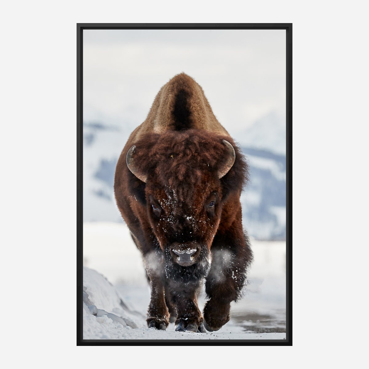 Bison Incoming by Peter Hudson as Stretched Gallery Wrap Canvas, Framed ...