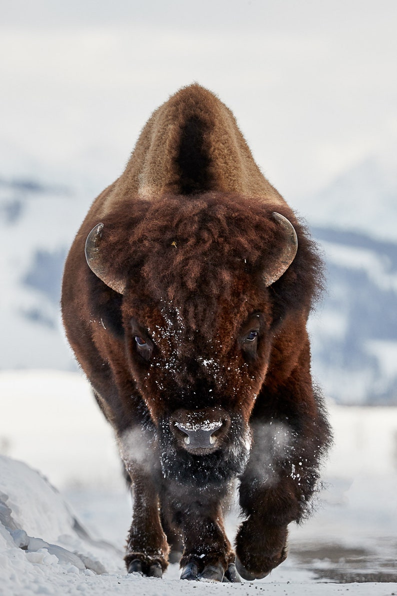 Bison Incoming by Peter Hudson as Stretched Gallery Wrap Canvas, Framed ...