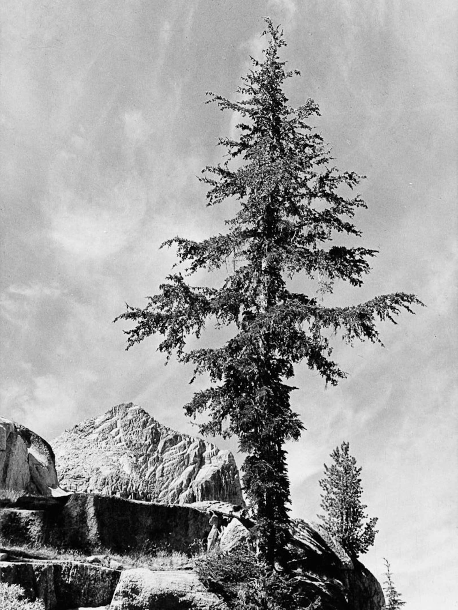 Ansel adams tree - samplm