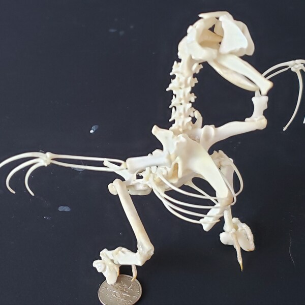 Bird Bones - Etsy