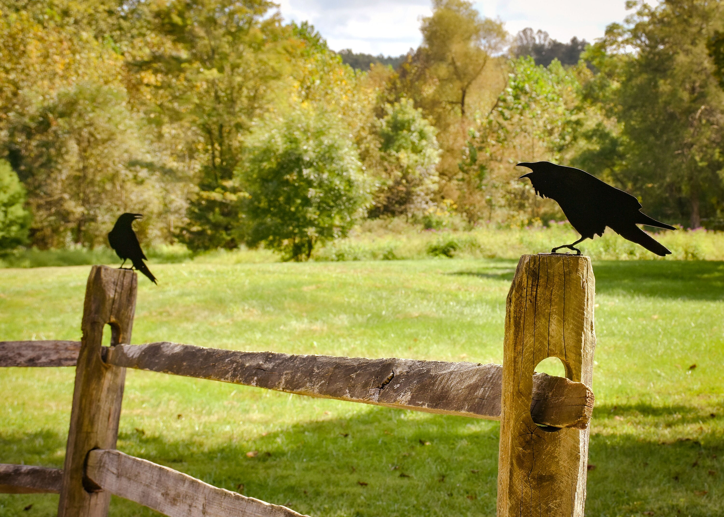 Raven Crow Metal Bird Steel Yard Garden Art Free Shipping - Etsy