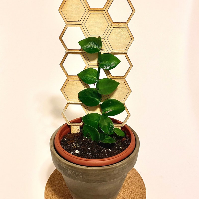 Hexagon Trellis - Etsy