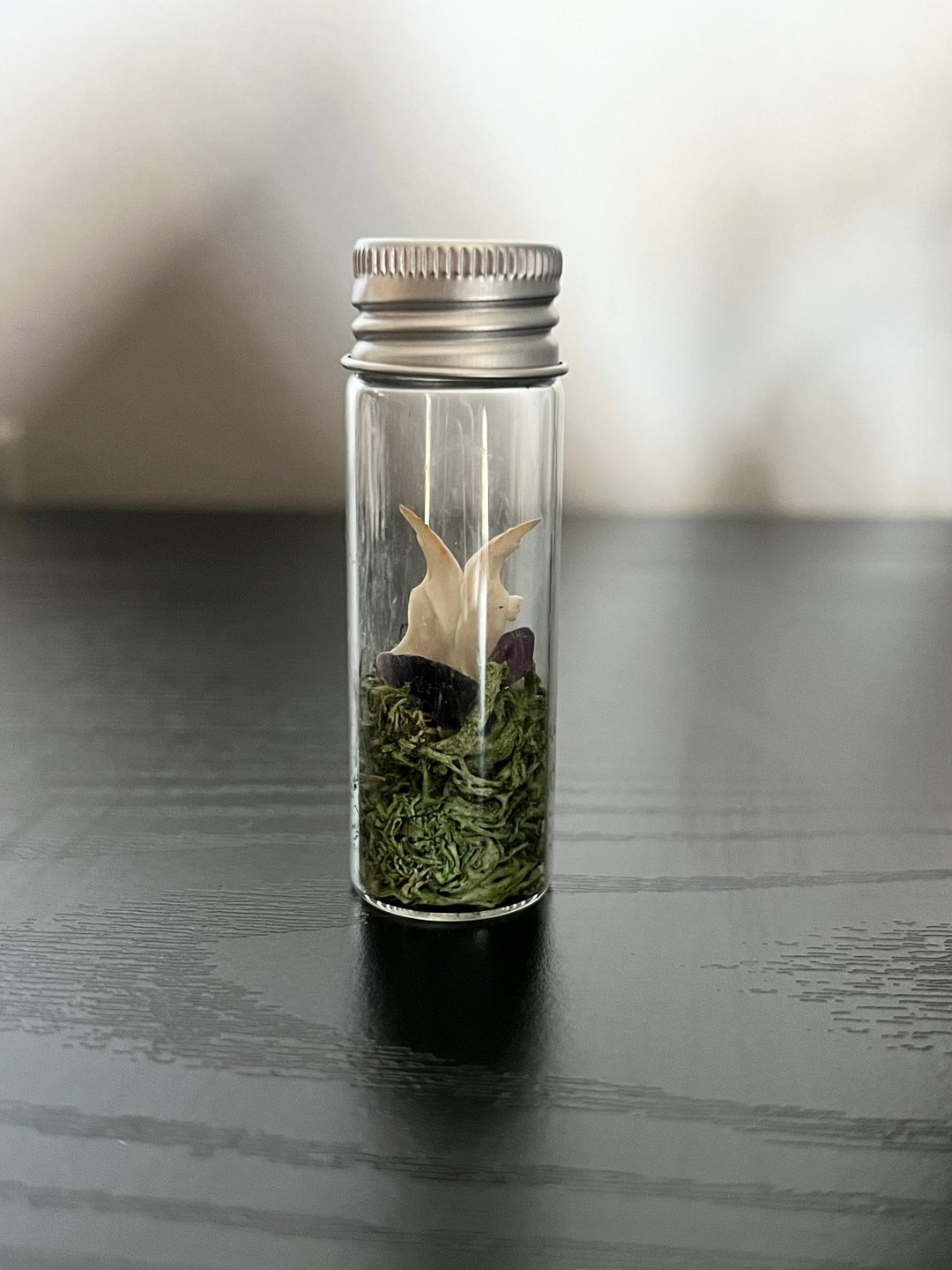 Rat Jaw Curiosity Jar | Mini Terrarium | Collection | Natural ...