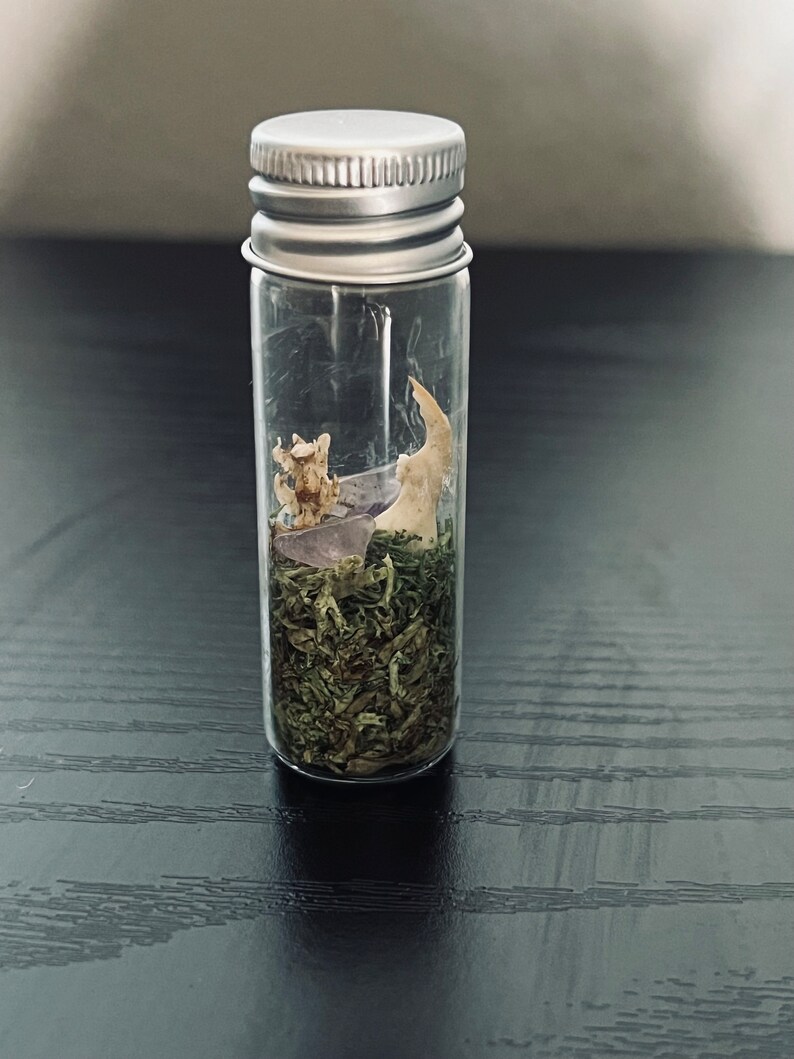 Rat Jaw and Spine Curiosity Jar Mini Terrarium Collection - Etsy