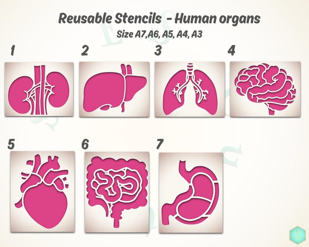 037* Reusable Stencil Human Organs for Cakes, Wall Art, Home Decor ...