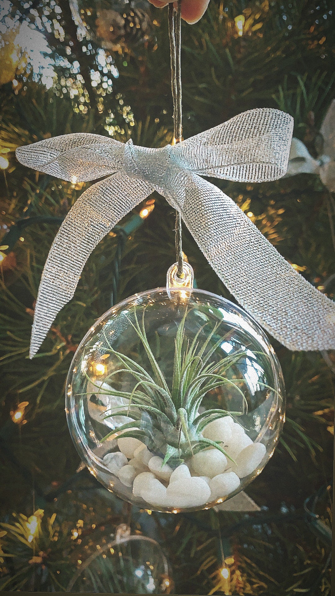 Air Plant Terrarium Christmas Ornament - Etsy