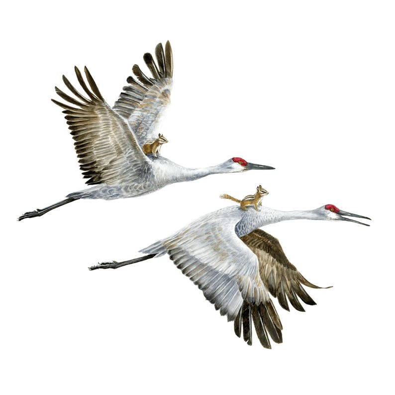 Sandhill Cranes & Chipmunks | Signed Print 2 Sizes! - Etsy