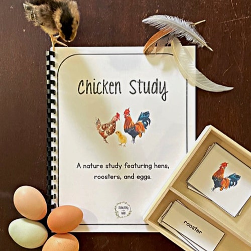 Ladybug Unit Study Bundle Nature Study Homeschool Learning - Etsy