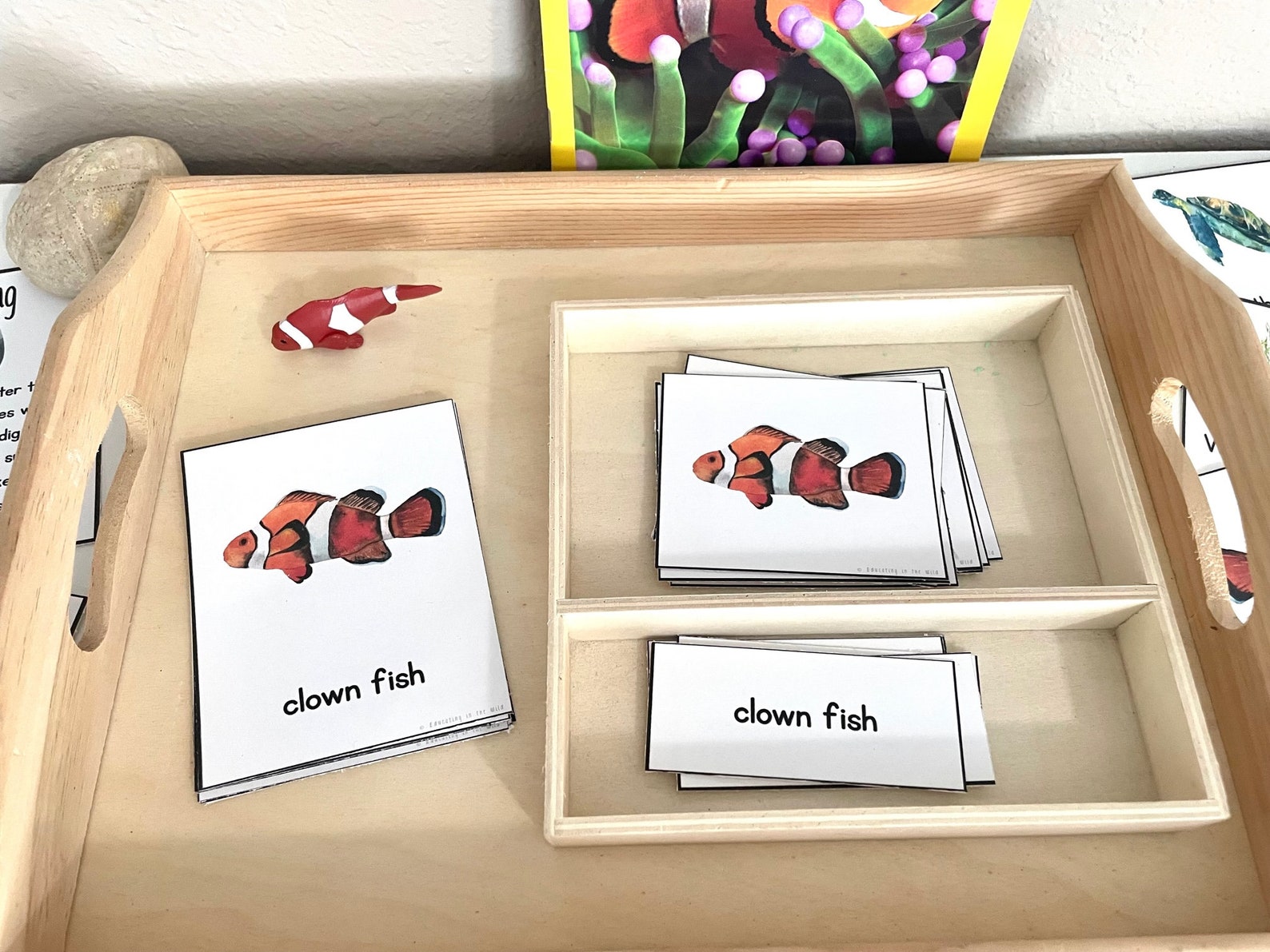 Coral Reef Unit Study - Etsy