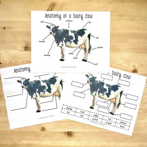 Dairy Cow Unit Study - Etsy
