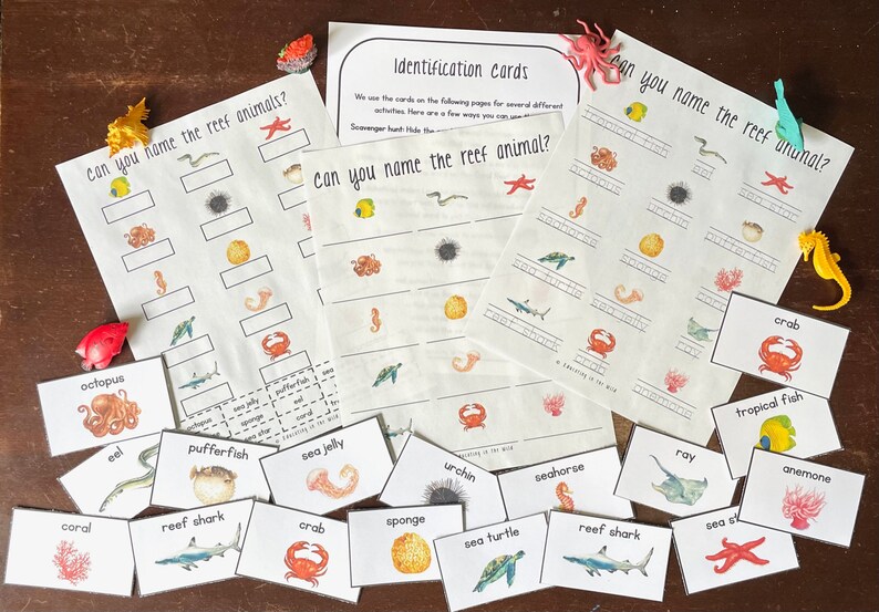 Coral Reef Unit Study - Etsy