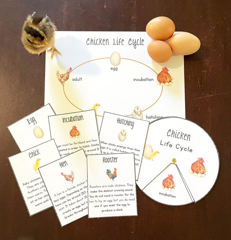 Chicken Unit Study - Etsy