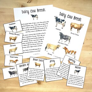 Dairy Cow Unit Study - Etsy