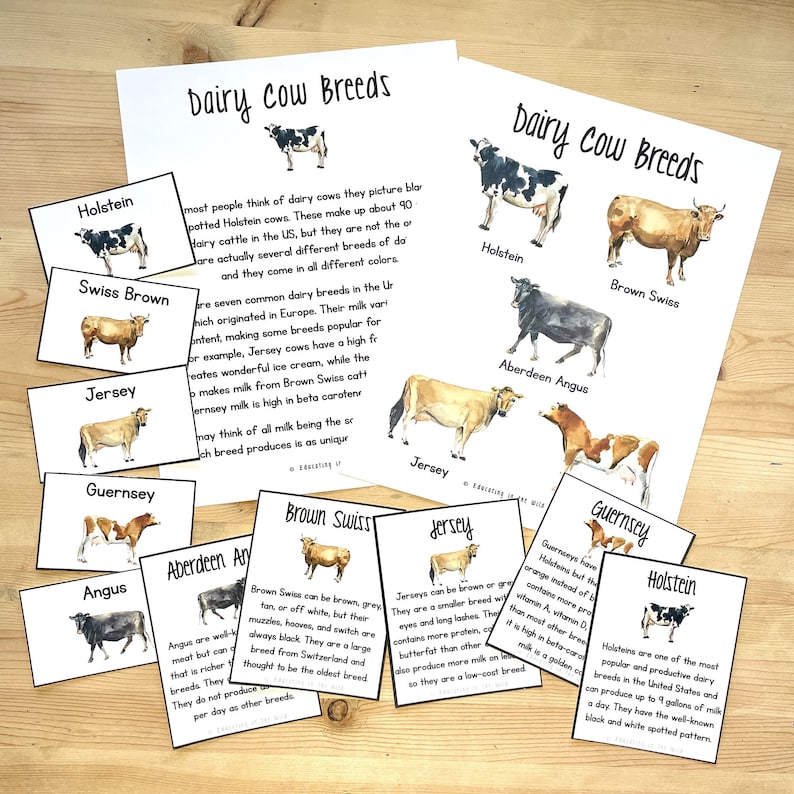 Dairy Cow Unit Study - Etsy