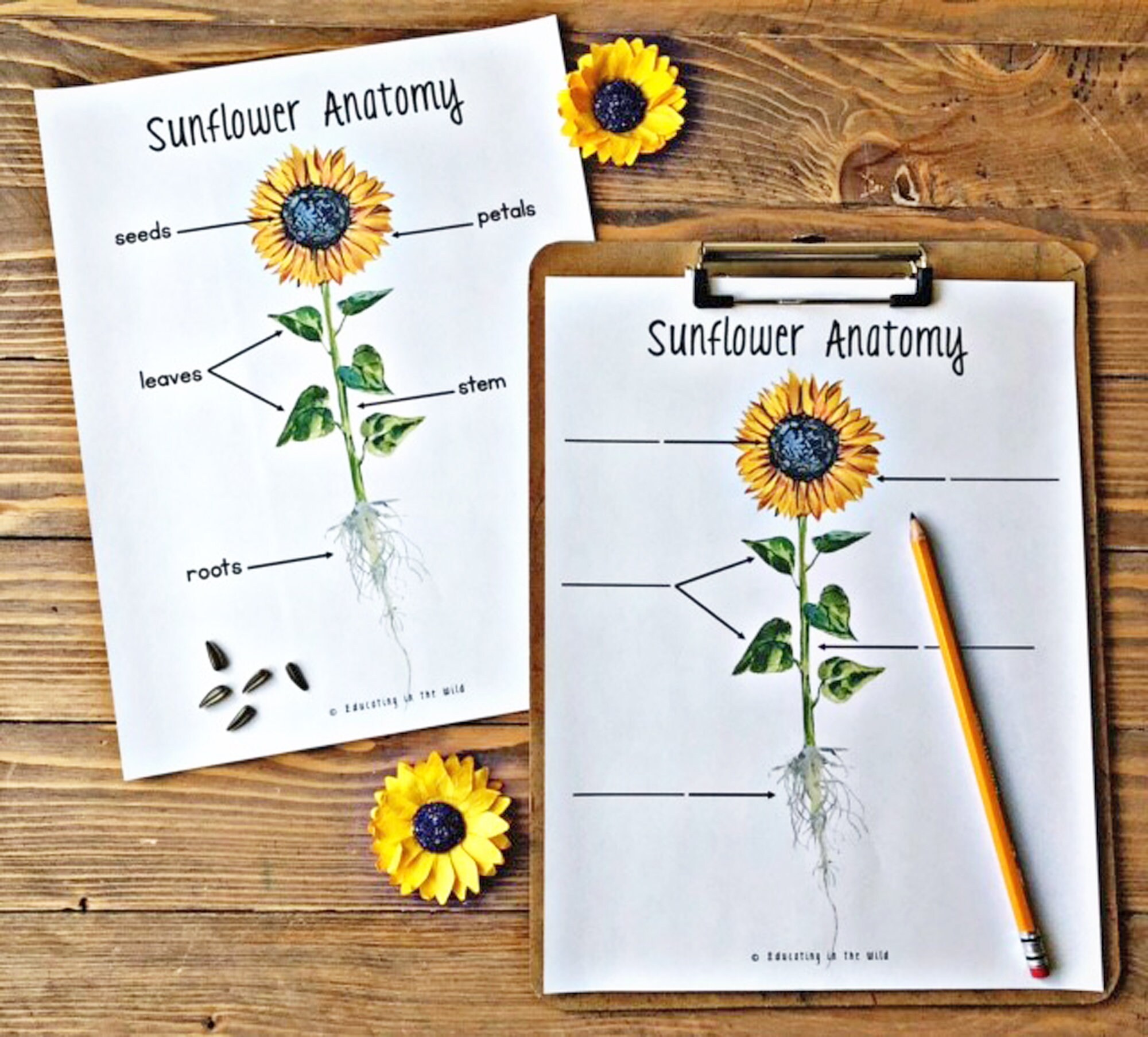 Sunflower Mini Unit Study - Etsy