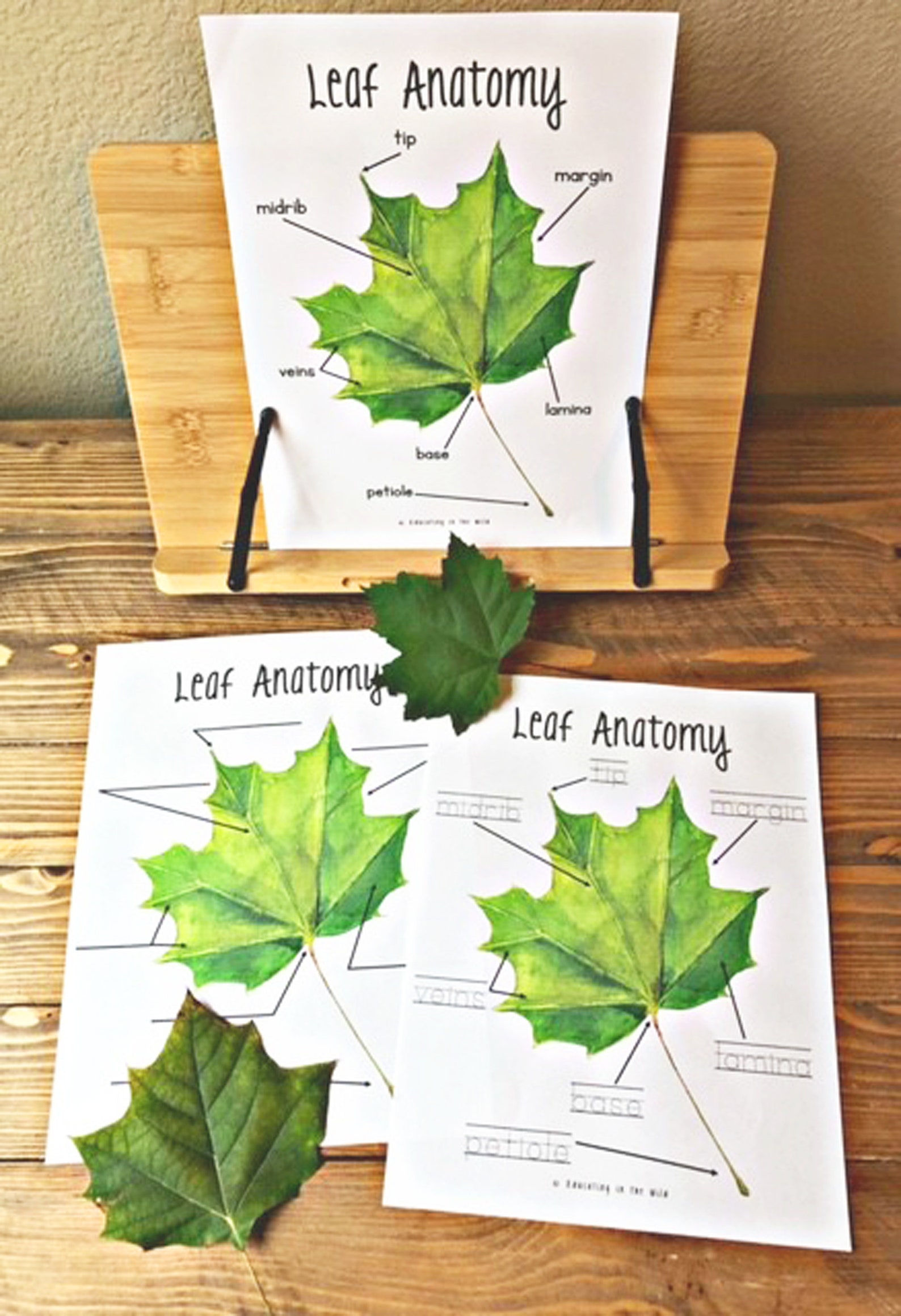 Leaf Unit Study - Etsy