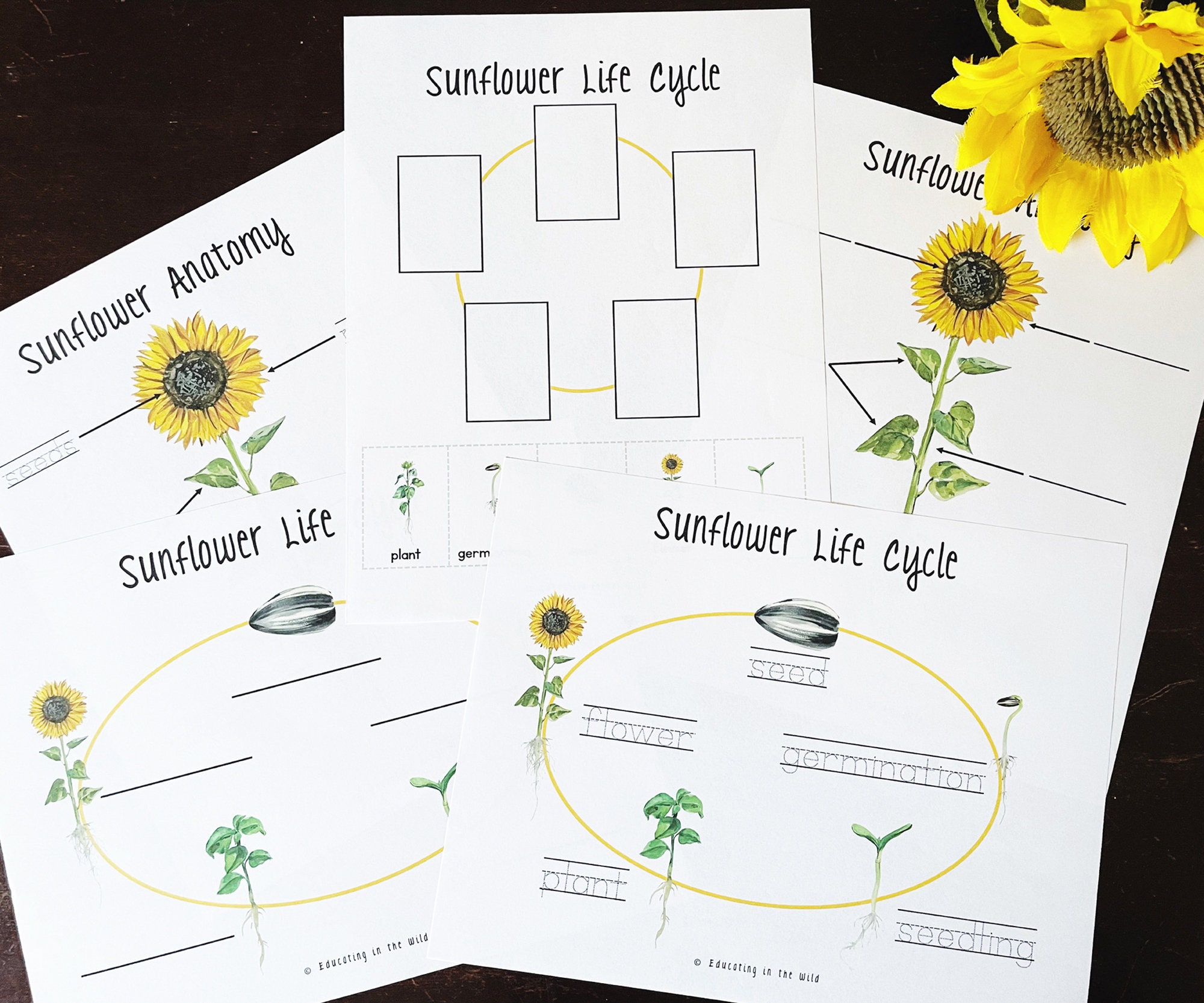 Sunflower Mini Unit Study - Etsy