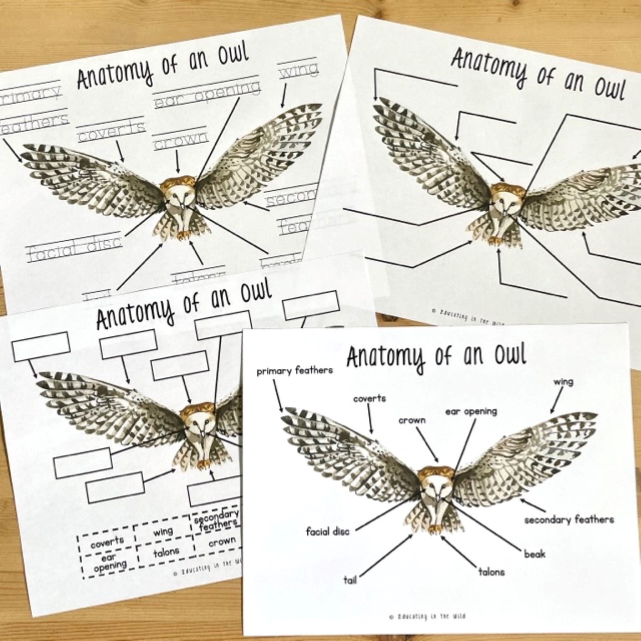 Owl Unit Study - Etsy