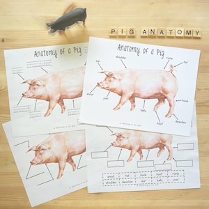 Farm Unit Study Bundle - Etsy