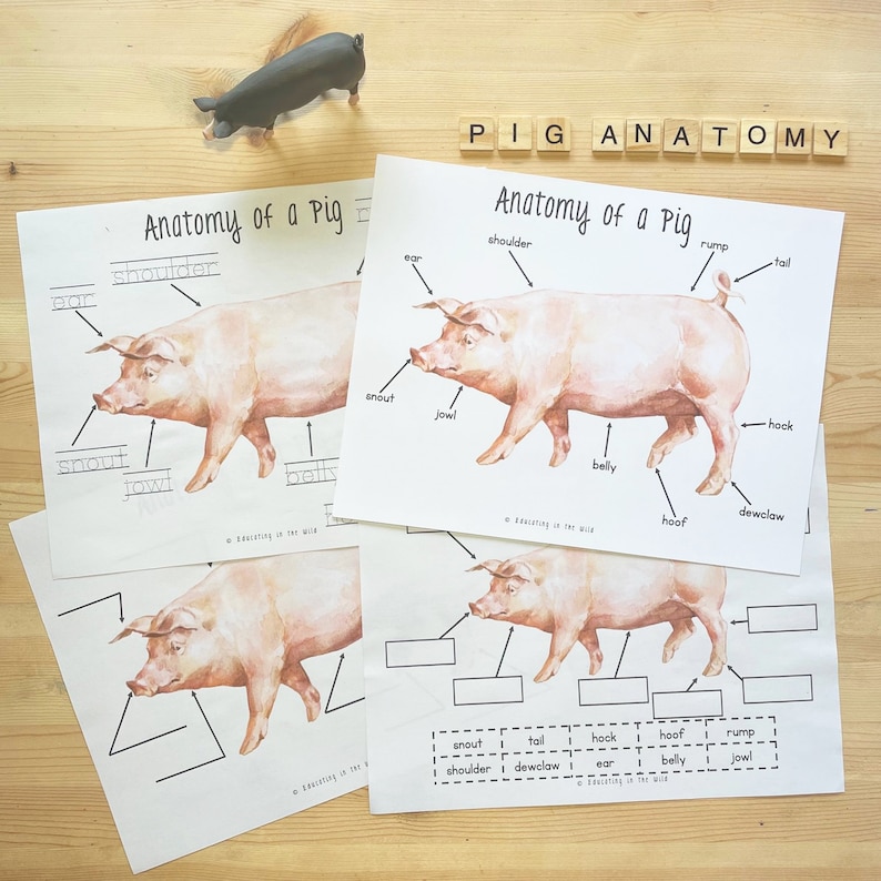Farm Unit Study Bundle - Etsy