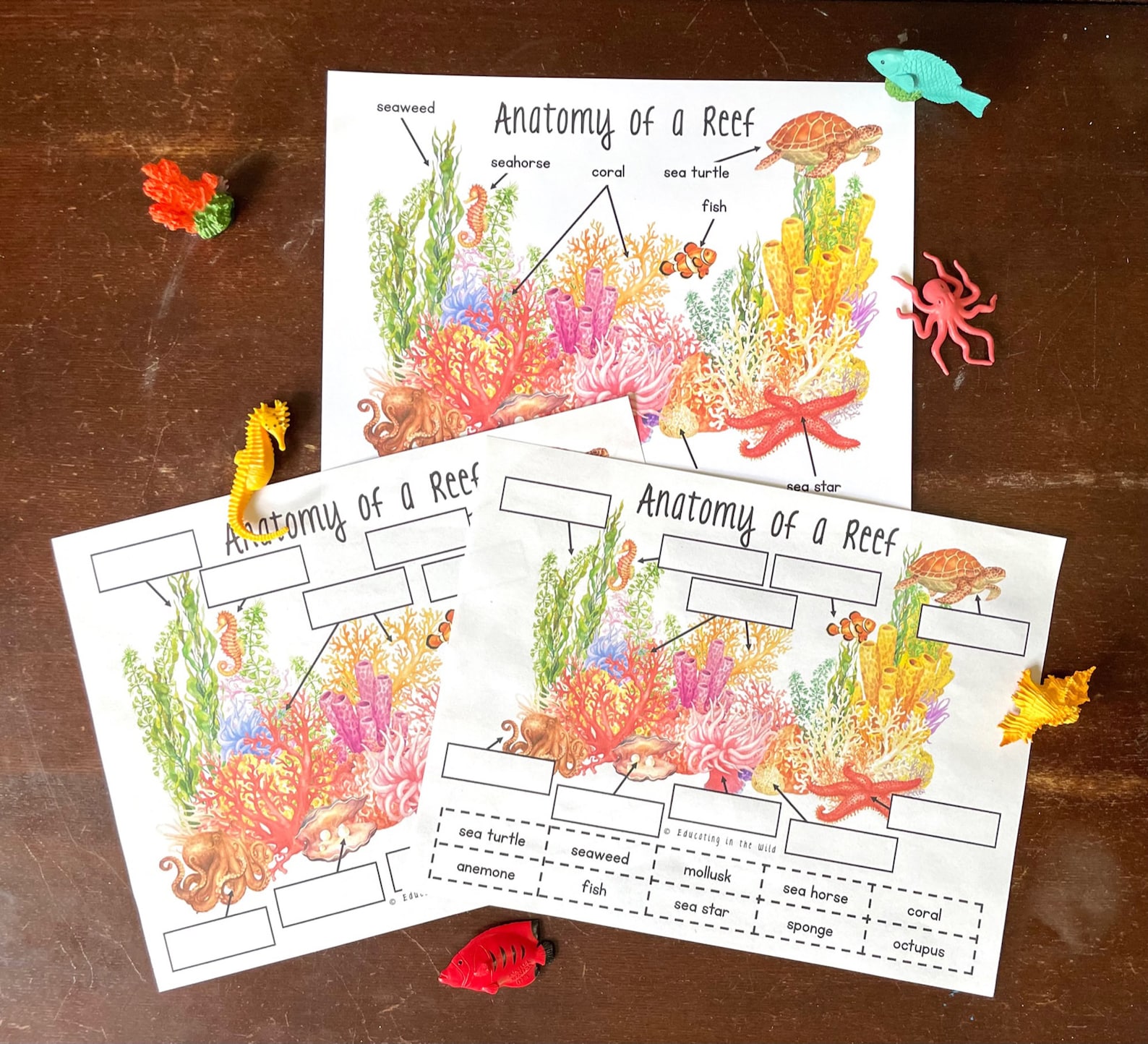 Coral Reef Unit Study - Etsy