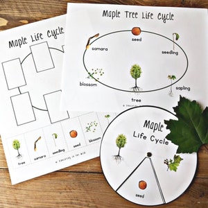 Leaf Unit Study - Etsy