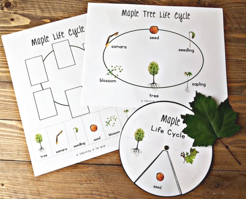 Leaf Unit Study - Etsy