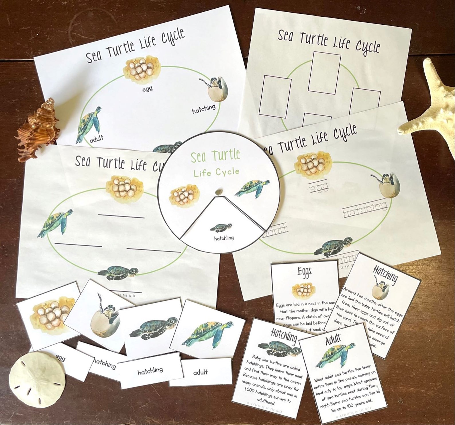 Coral Reef Unit Study - Etsy