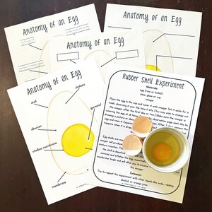 Farm Unit Study Bundle - Etsy