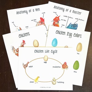 Chicken Unit Study - Etsy