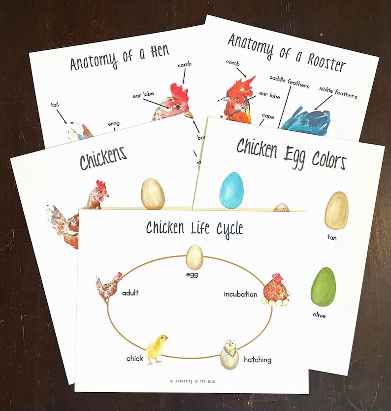 Chicken Unit Study - Etsy