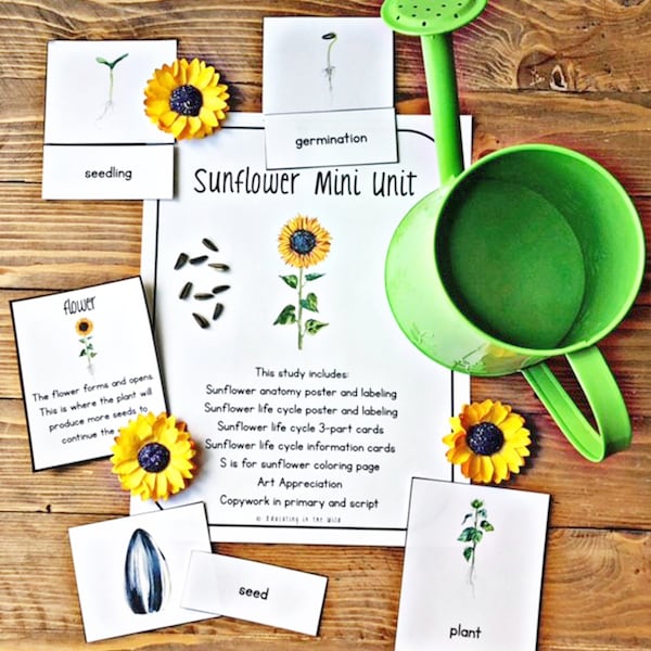 Sunflower Study Unit - Etsy