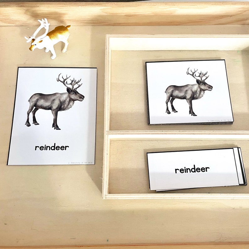 Arctic Unit Study - Etsy