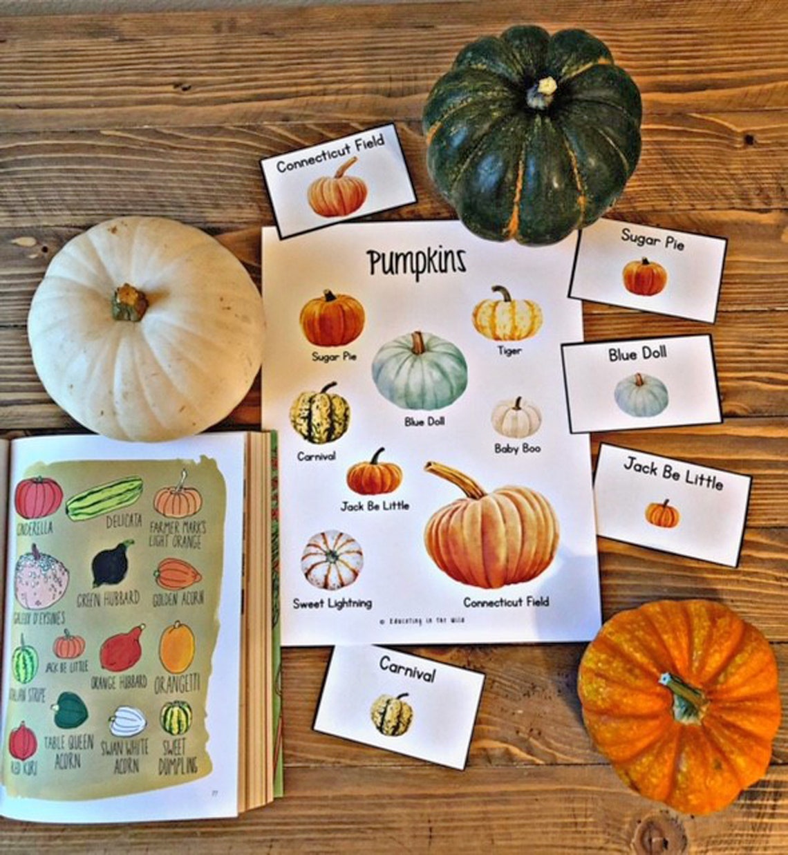 Pumpkin Unit Study - Etsy