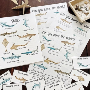 Shark Unit Study - Etsy