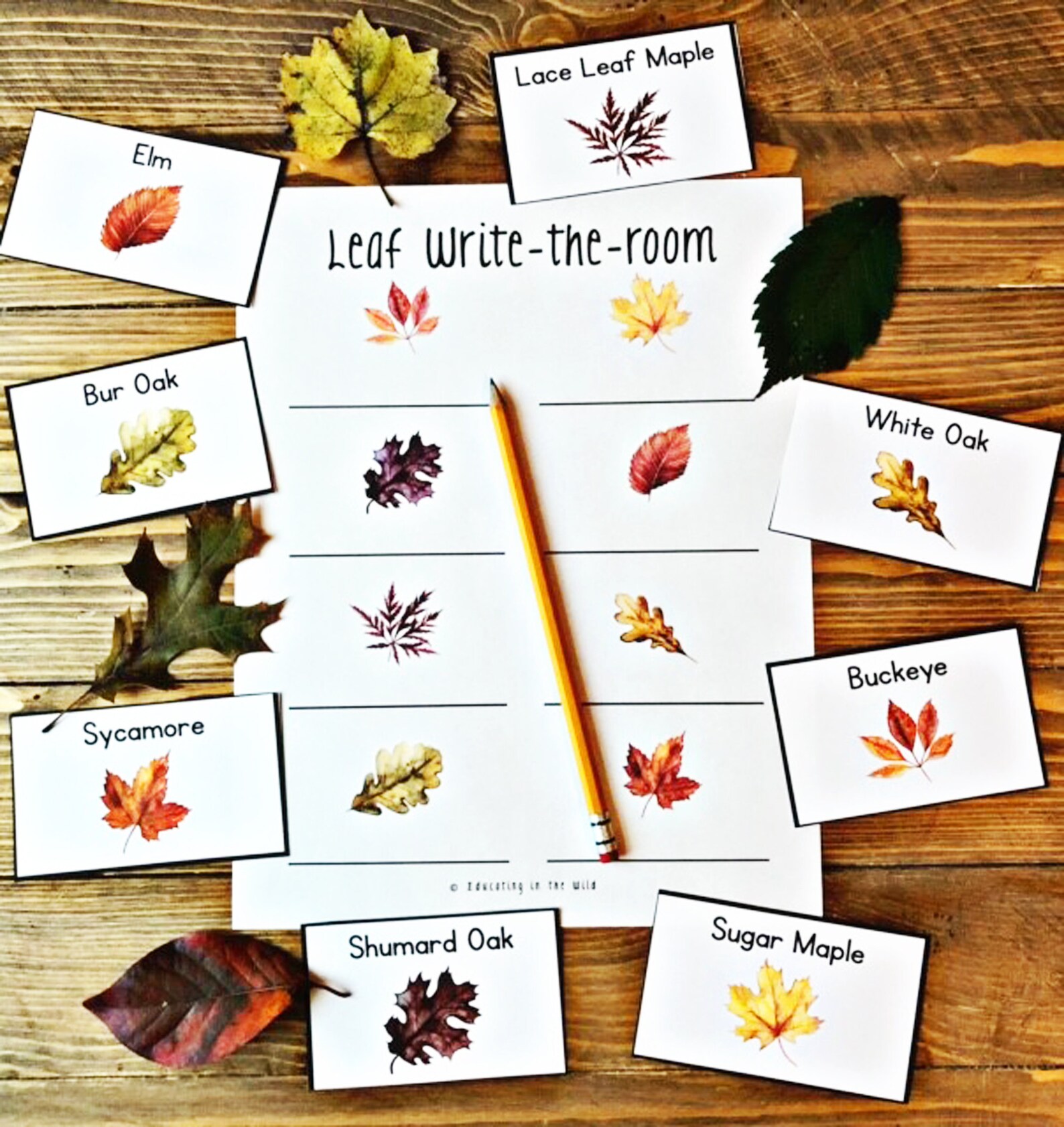 Leaf Unit Study - Etsy